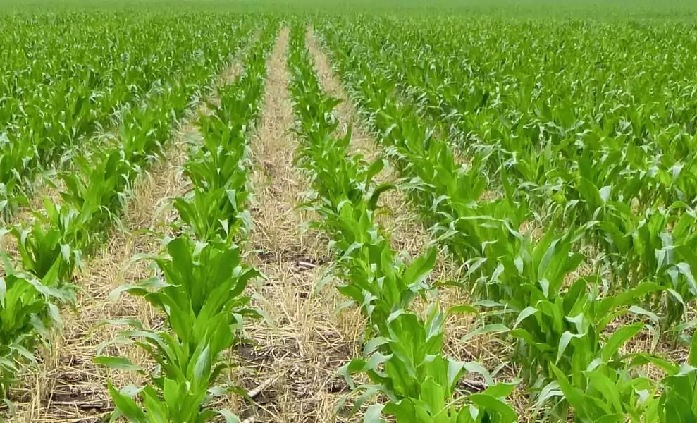 Bolivia Reporta Más De 9 000 Hectáreas De Cultivos Dañadas Por