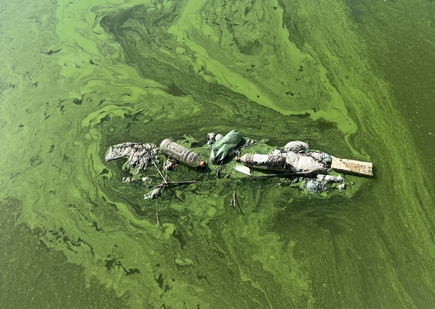 Estiman que el verdín abarca el 40% del lago de Maracaibo