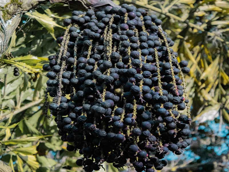 He aquí los beneficios del açaí, un superalimento amazónico